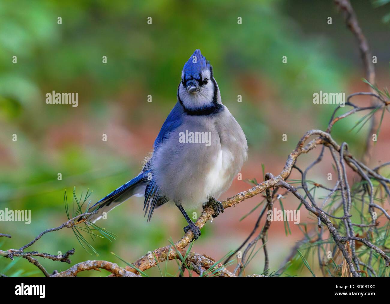 Close up of a pretty Blue Jay perched on the branch of a Scots Pine ...