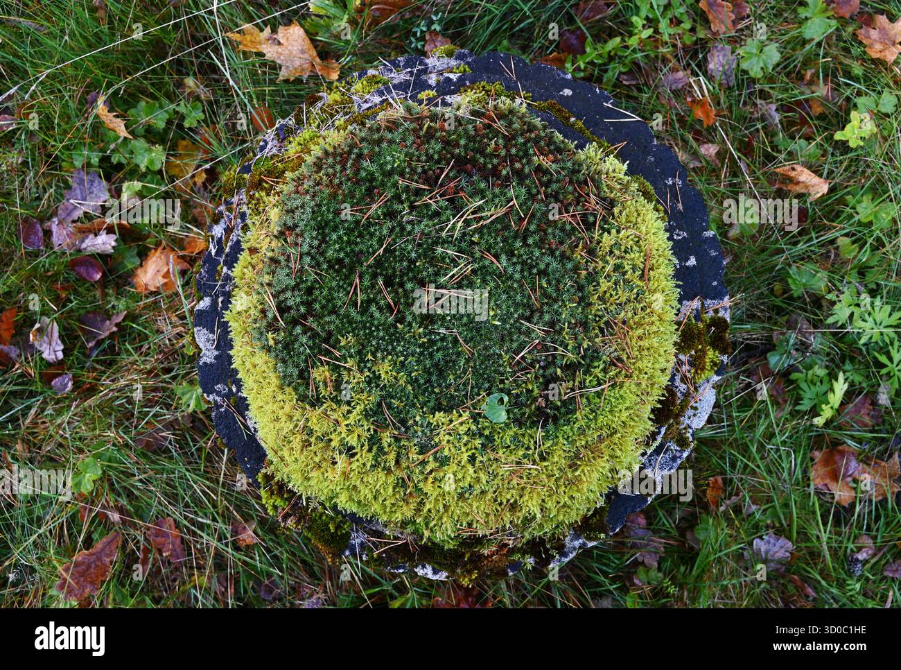 Fallen planter hi-res stock photography and images - Alamy