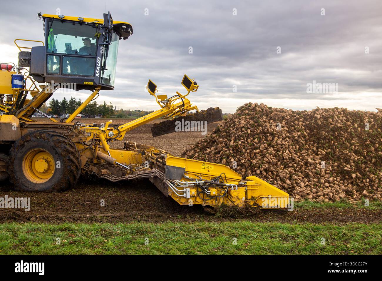 Loading sugar beets in hi-res stock photography and images - Alamy