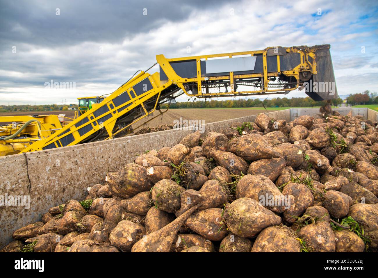 Loading sugar beets in hi-res stock photography and images - Alamy