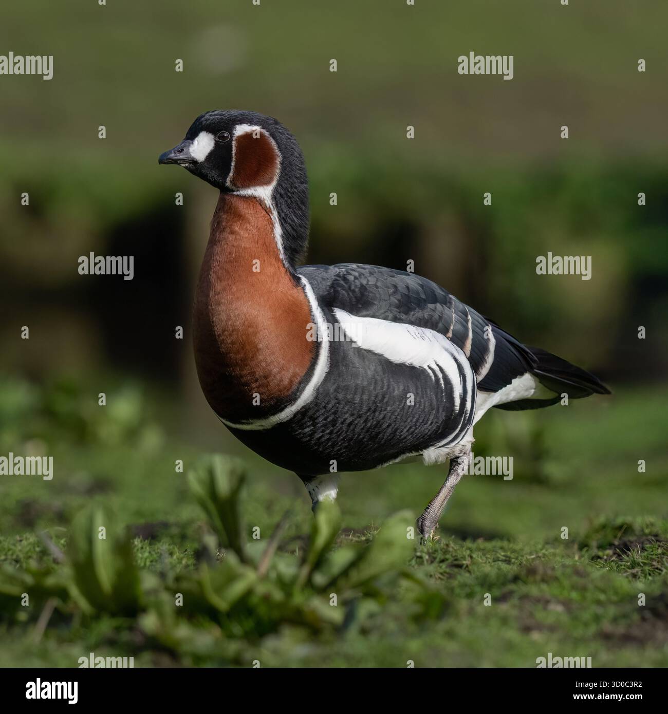 Eurasian goose hi-res stock photography and images - Alamy