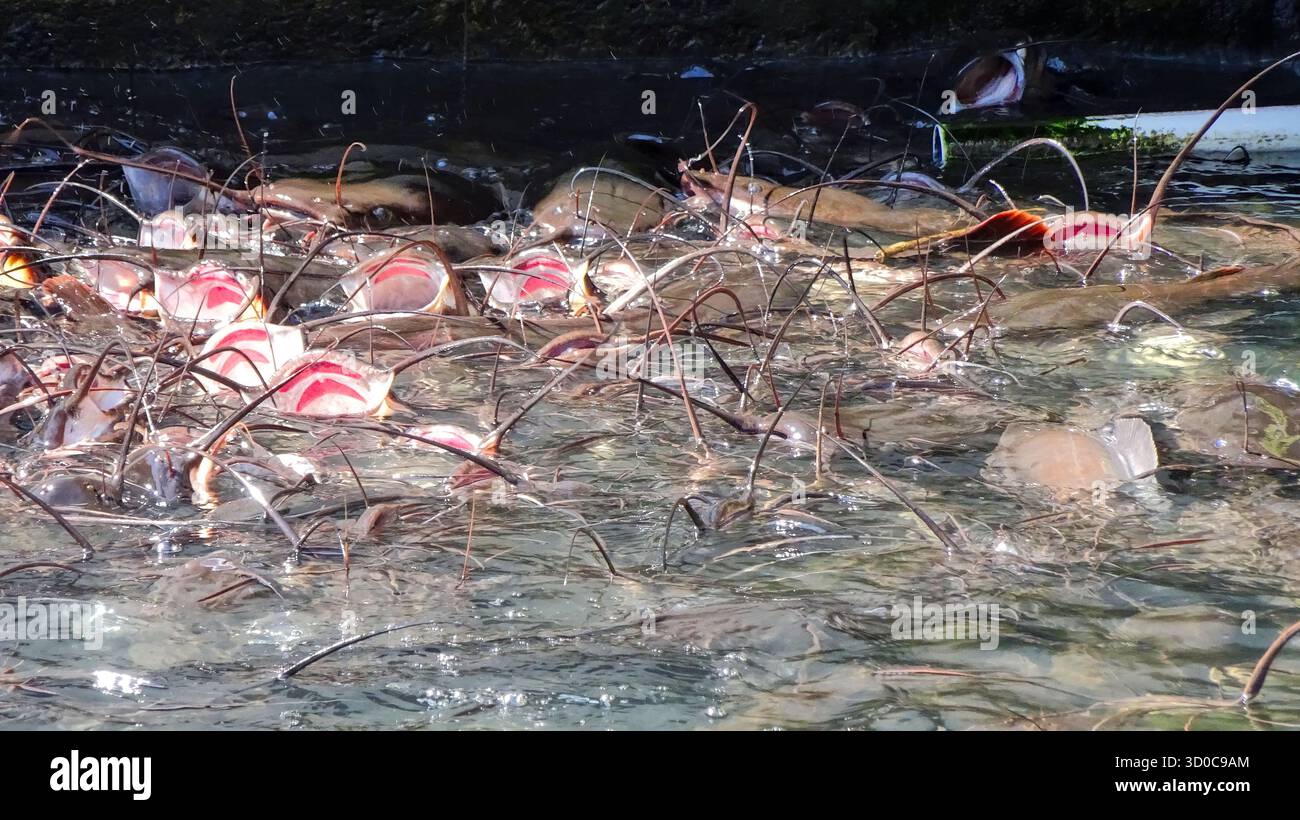 Catfish crowding at the water surface in a fish farm, mouths wide open ...
