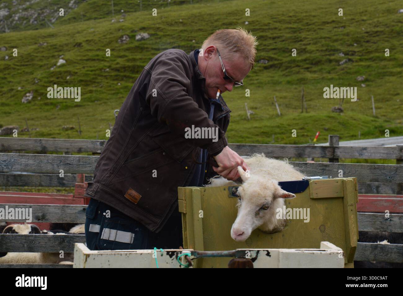 Farmer marking a sheep during summer farming work on Suðuroy Island ...