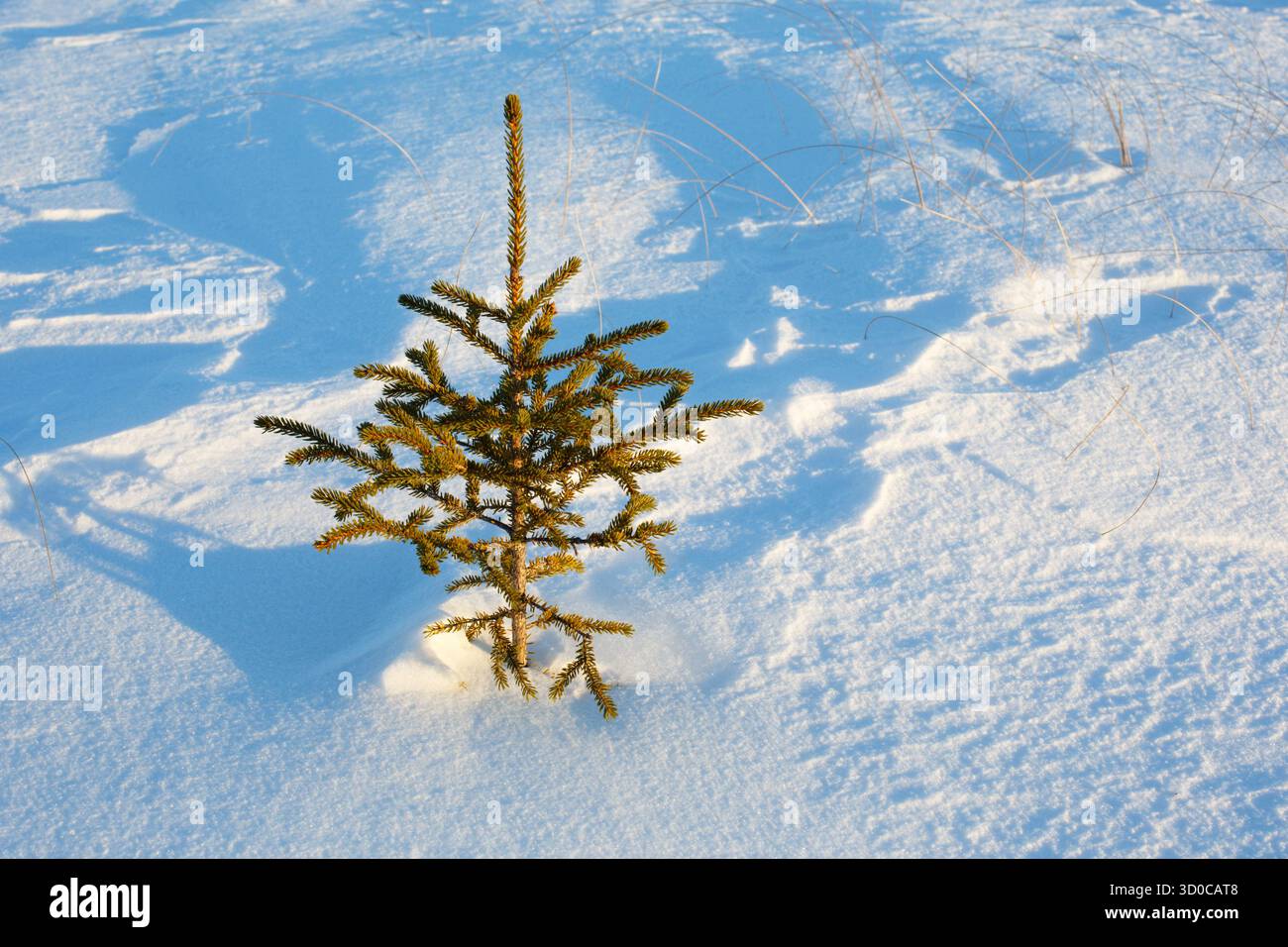 Small evergreen tree in winter - Northern Minnesota, USA Stock Photo ...