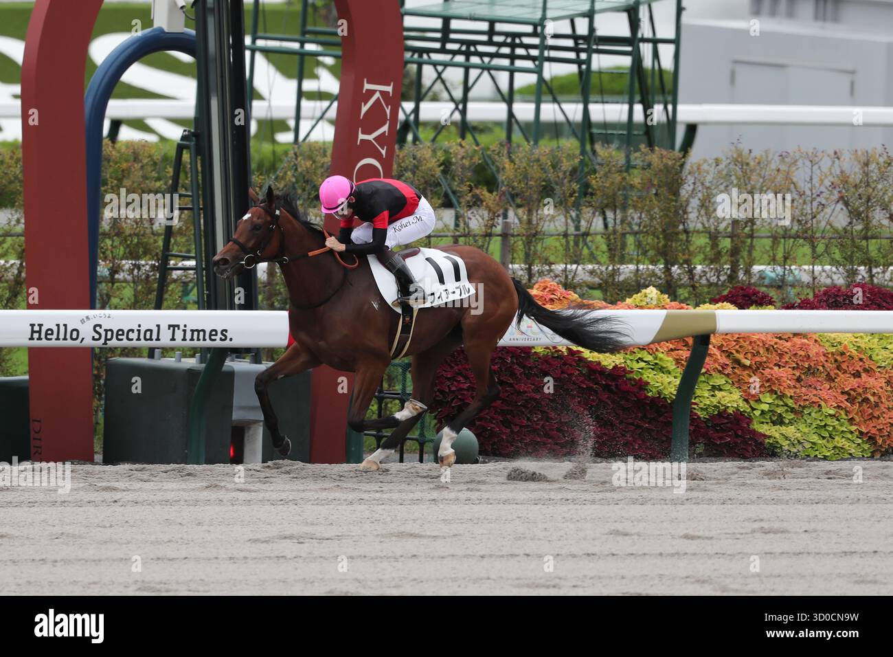 2025/10/19 KYOTO 01R Fiable/Kohei Matsuyama Jockey Kyoto Racecourse in ...