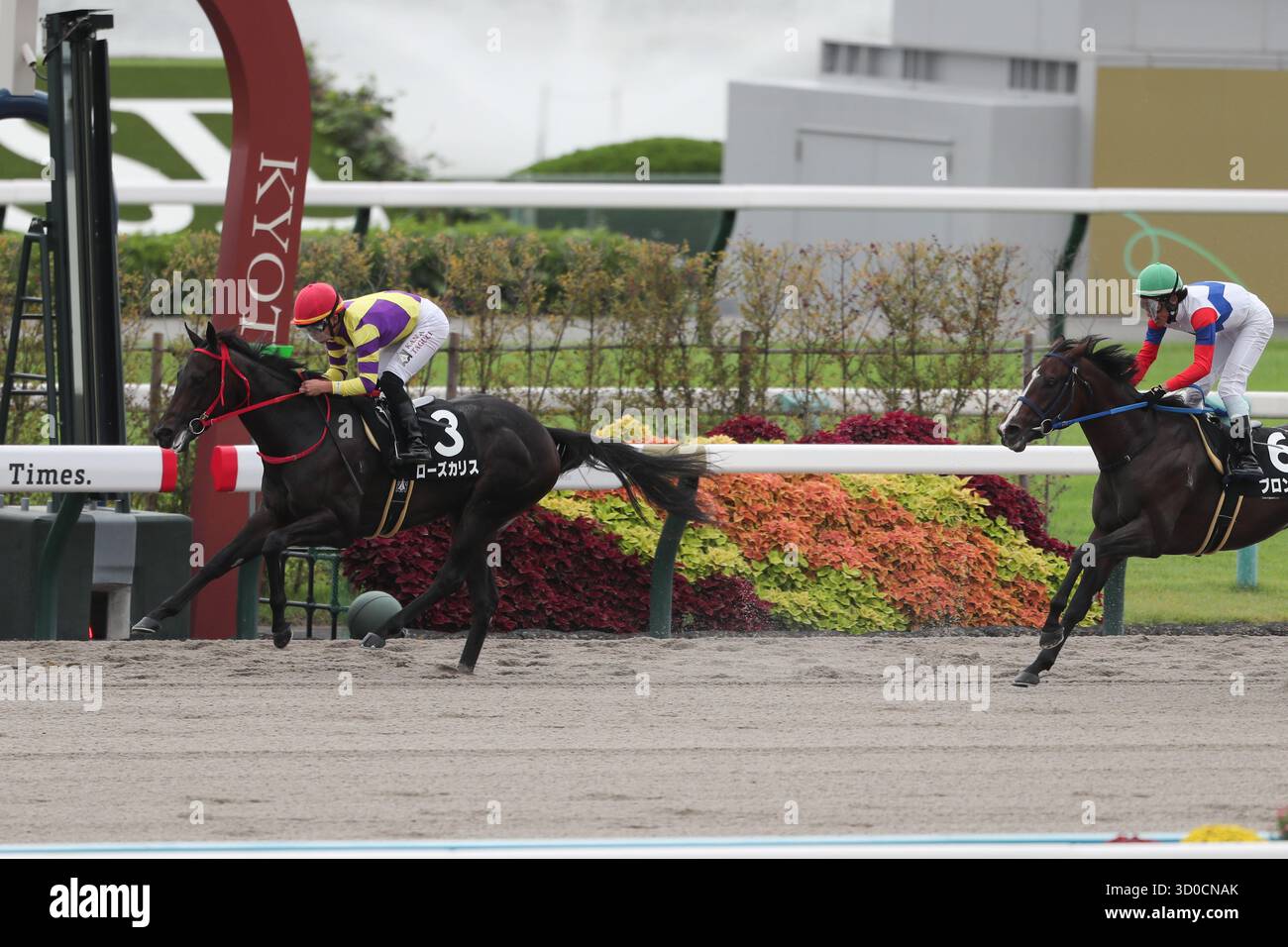 2025/10/18 KYOTO 08R NADESHIKO SHO Rose Charis/Kanta Taguchi Jockey ...