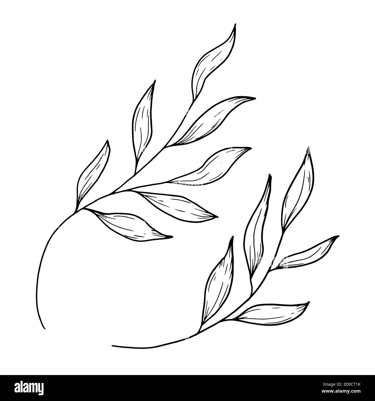 Graceful twigs black and white sketch. Vector illustration. Floral ...