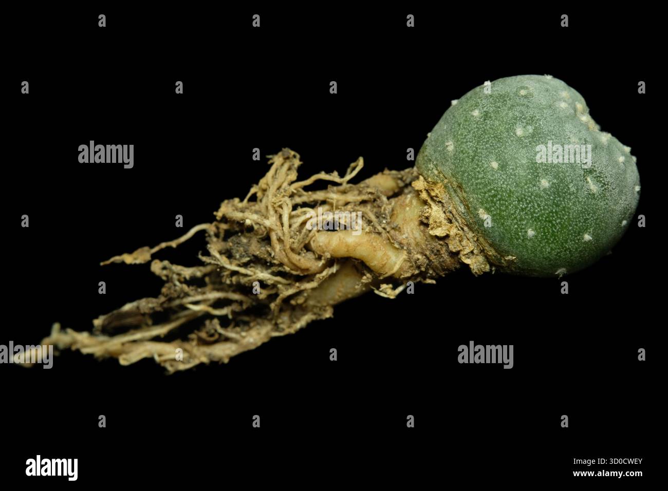 Anatomy body part of Lophophora Fricii Ooibo cristata, peyote cactus ...