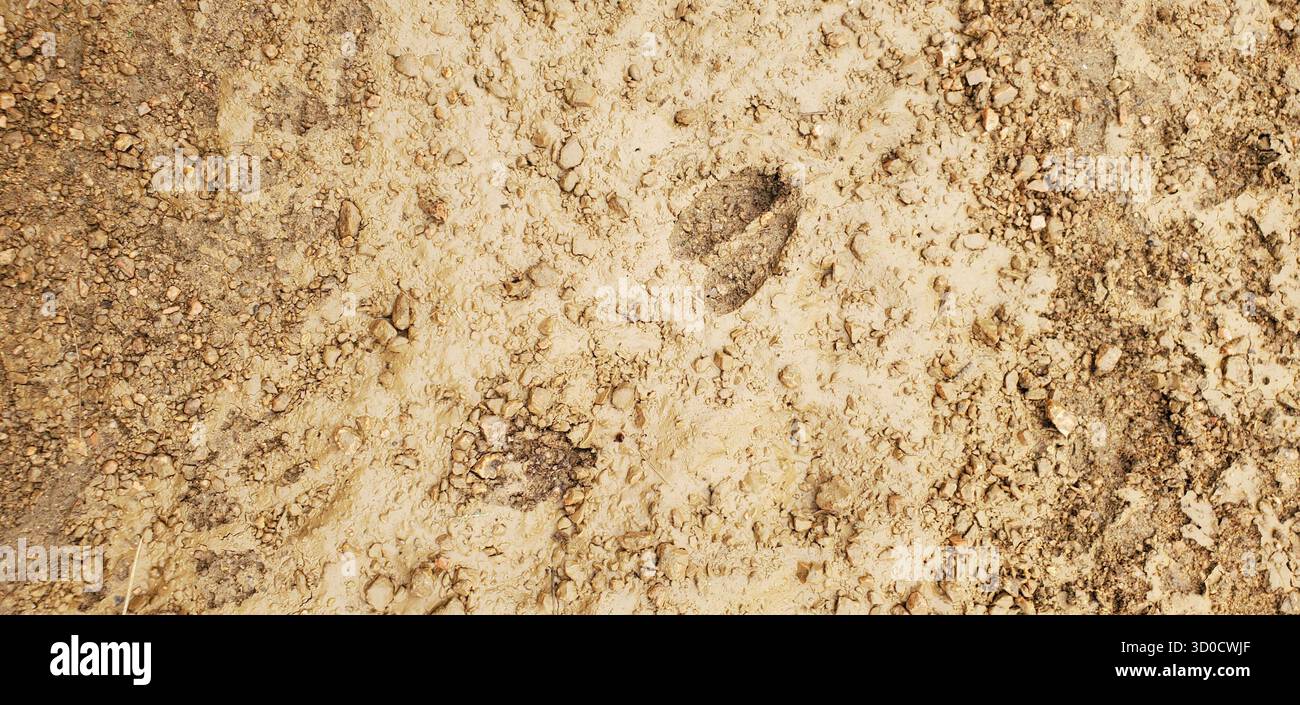 Wild Boar Tracks on a Muddy Road After Rain Stock Photo - Alamy