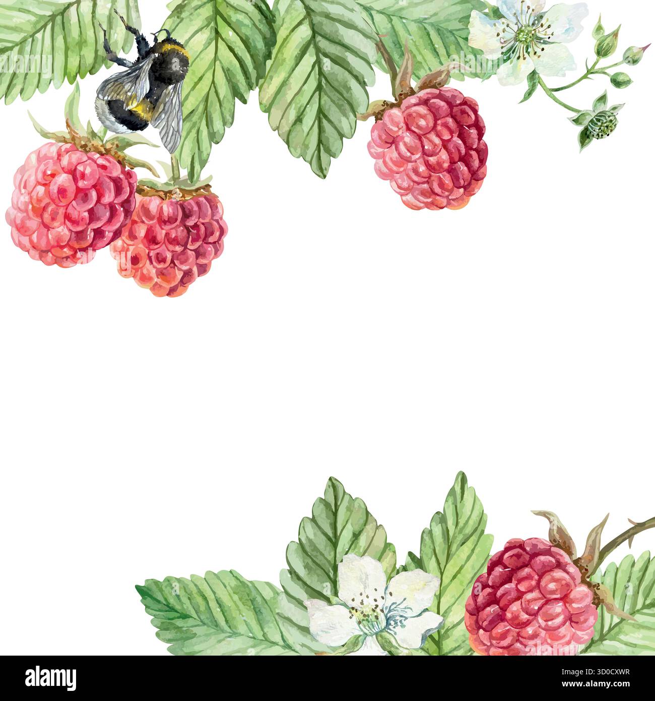 Raspberry branch frame. Ripe berries, green leaves and white flower ...