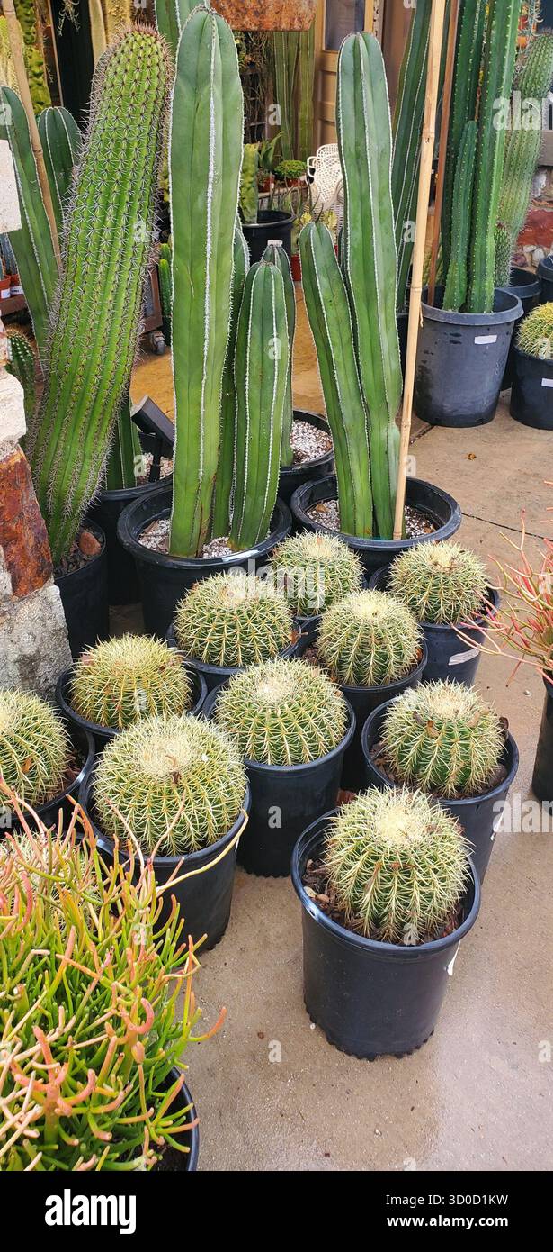 lorful Display of Cacti and Succulents at Local Plant Store in ...