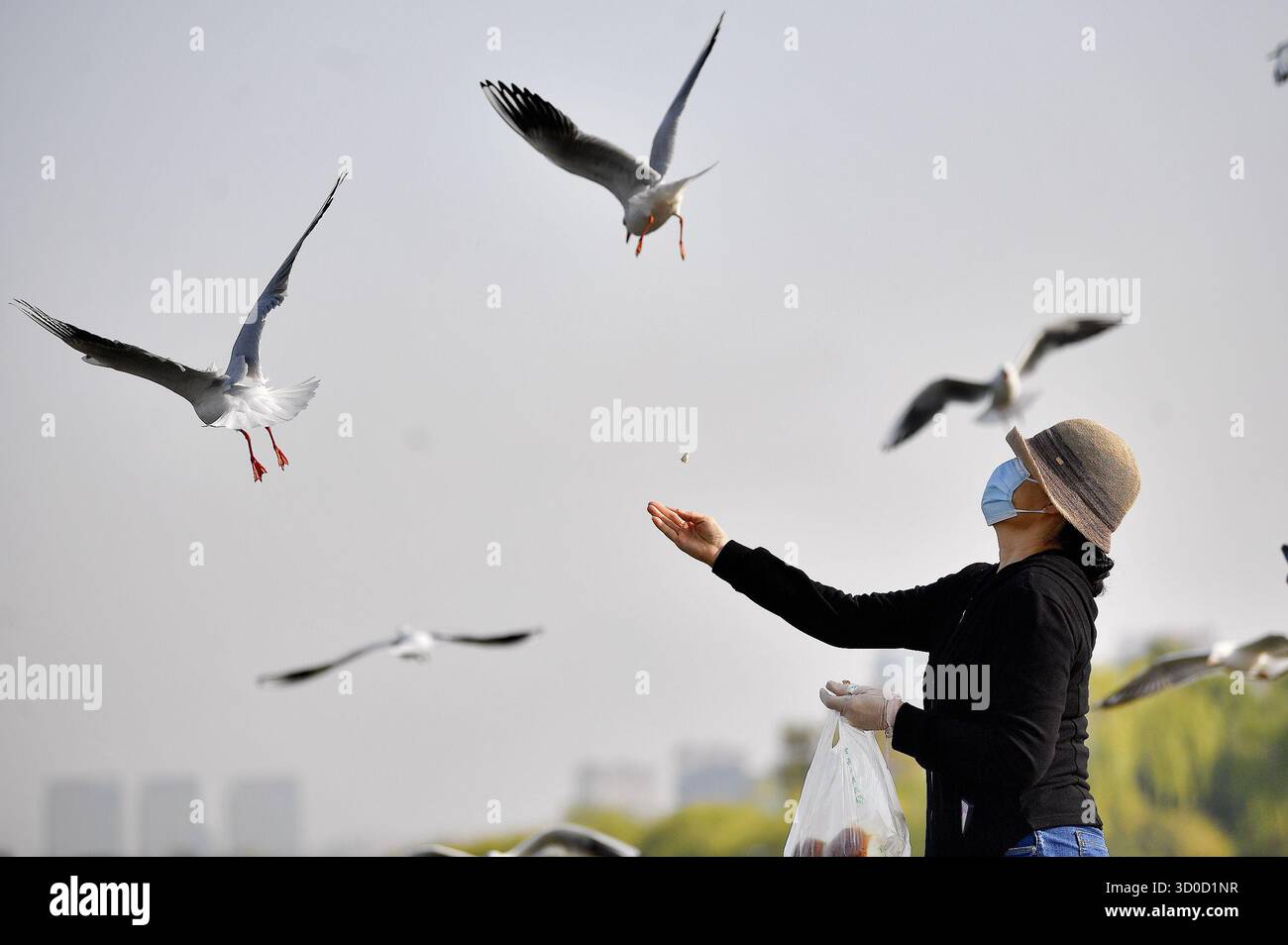 (251023) -- YINCHUAN, Oct. 23, 2025 (Xinhua) -- A tourist feeds red-billed gulls at Haibao Park ...