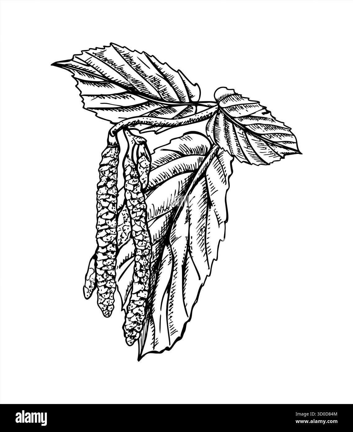 Hazel tree sketch Stock Vector Images - Alamy