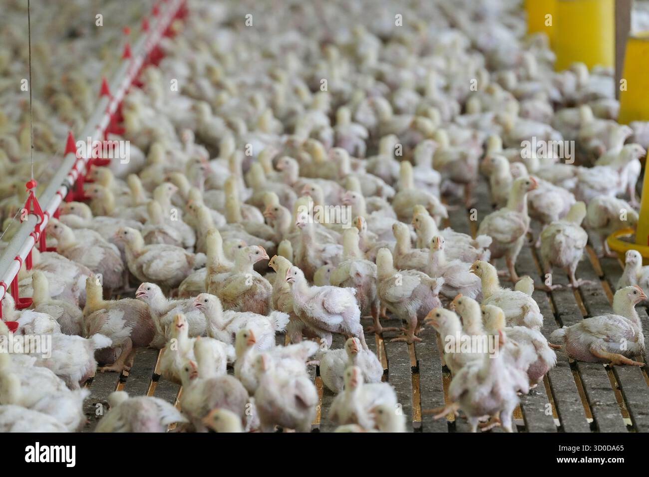Interior view of a large-scale modern poultry farm housing thousands of ...