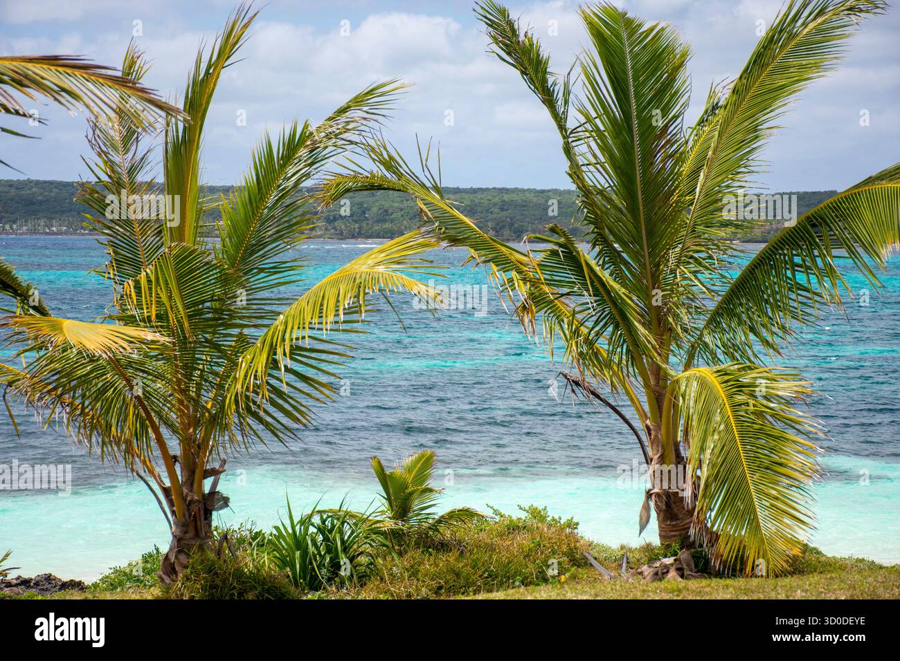 Tropical beach, Luecila Beach, Lifou Island, New Caledonia (Nouvelle ...