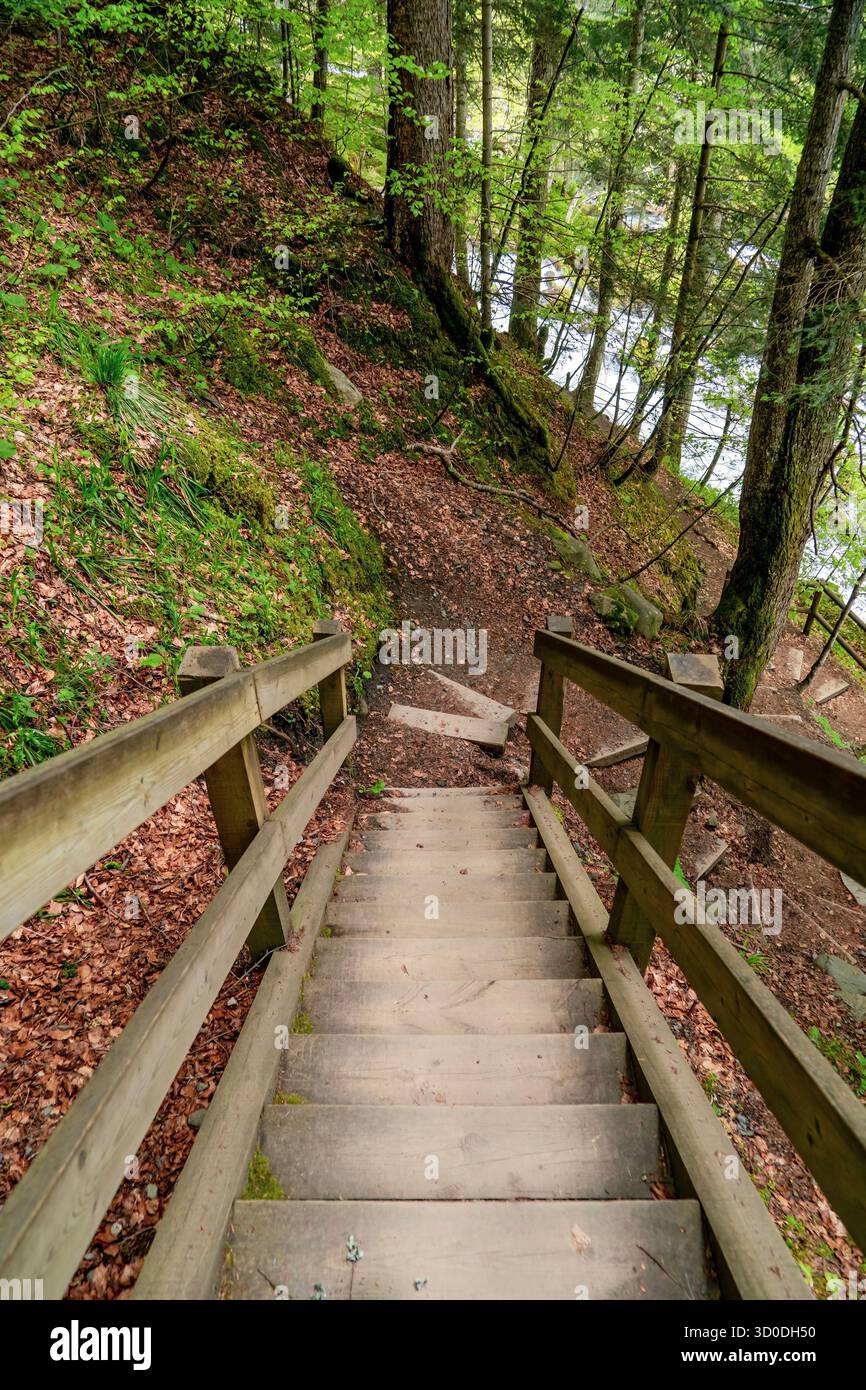 Wooden railing leafy forest path hi-res stock photography and images ...