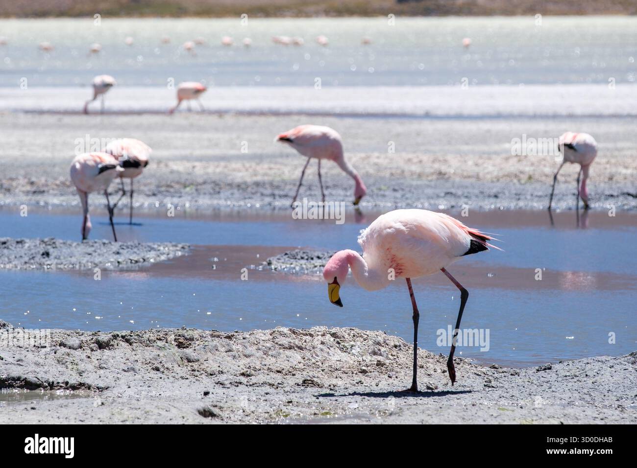 Landscapes and local people in Bolivia – nature, culture, and daily ...