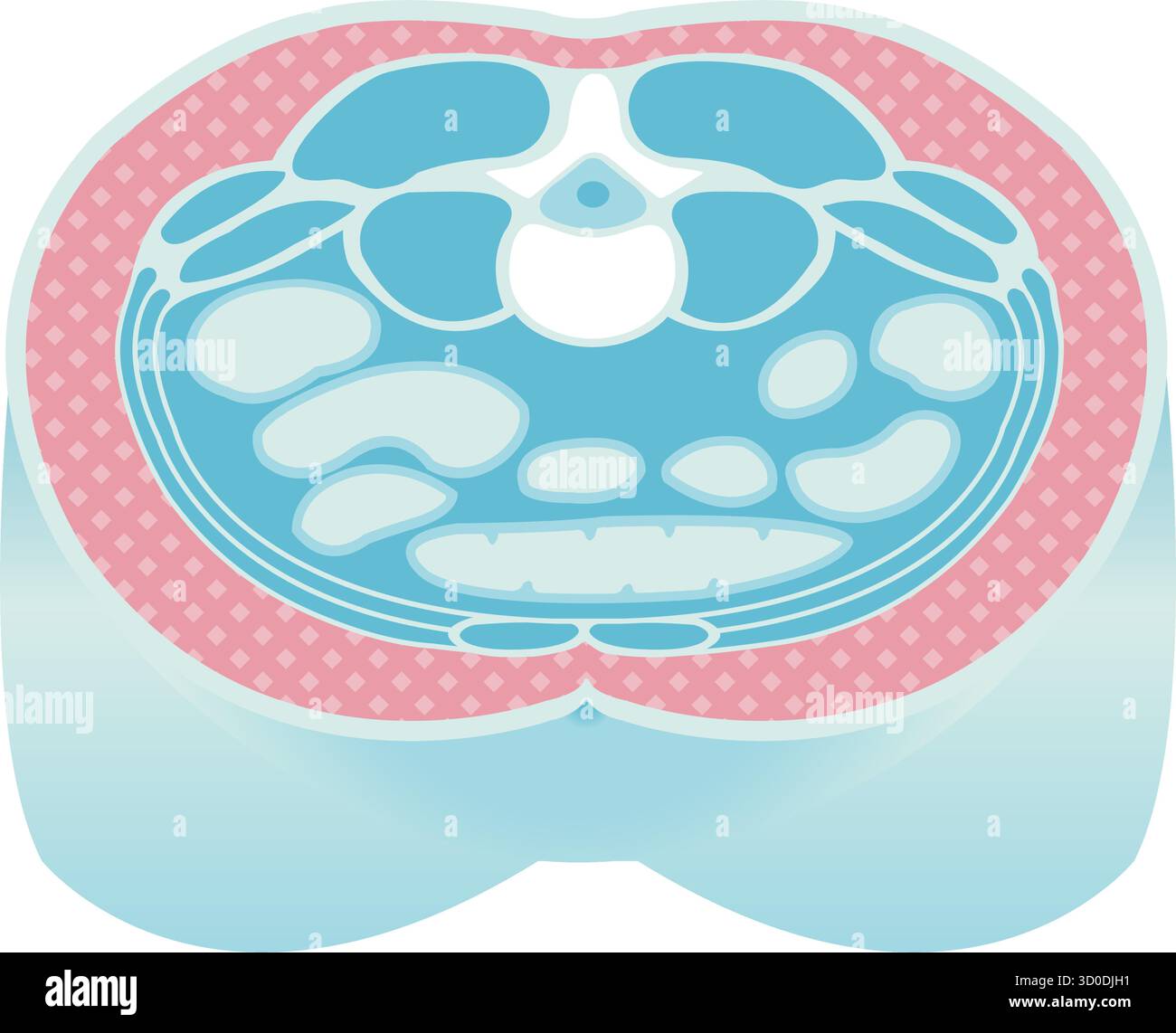 Cross-sectional illustration of subcutaneous fat Stock Vector Image ...