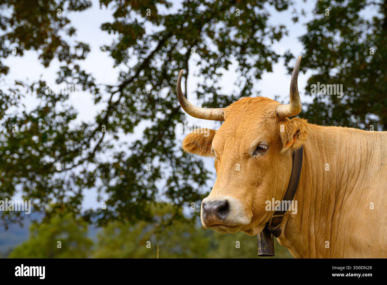 The beautiful and calm gaze of a bovine in a natural setting A Moment ...