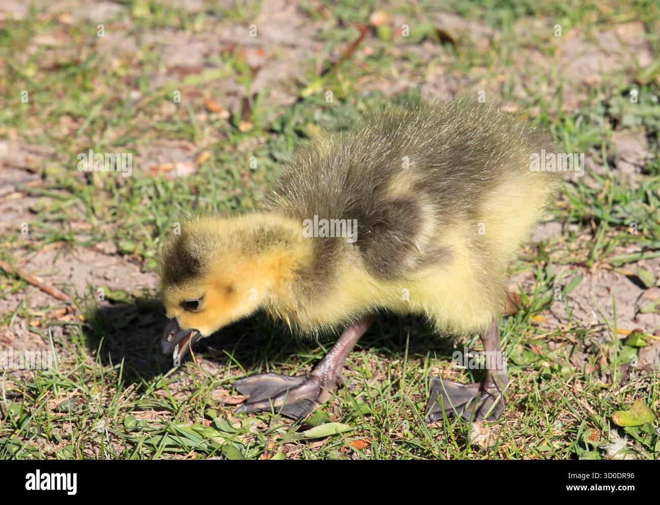 Canada goose, gooseling, branta canadensis Stock Photo - Alamy