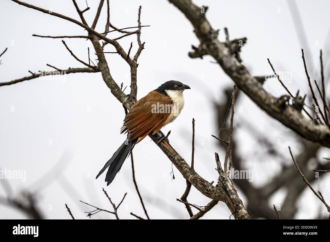 Spur cuckoo (Centropus senegalensis), Kruger National Park, South ...