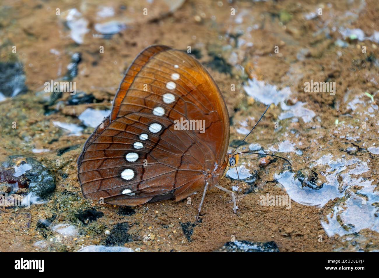 Large Faun butterfly - Faunis eumeus, beautiful large brown butterfly ...