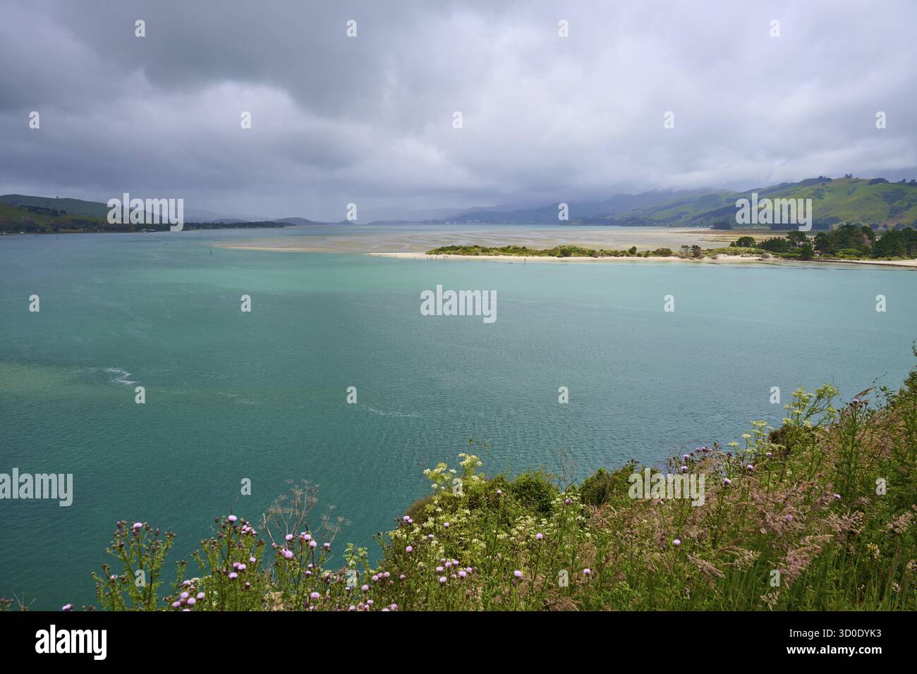 View of a wide sea bay with blooming plants in the foreground under a ...