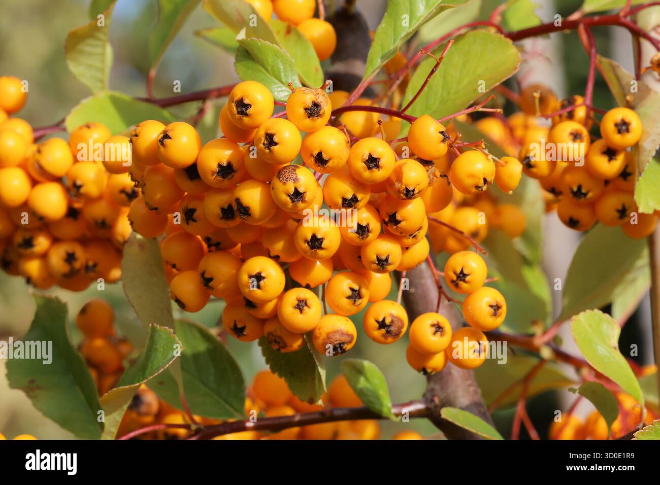 Pyracanthus hedge hi-res stock photography and images - Alamy