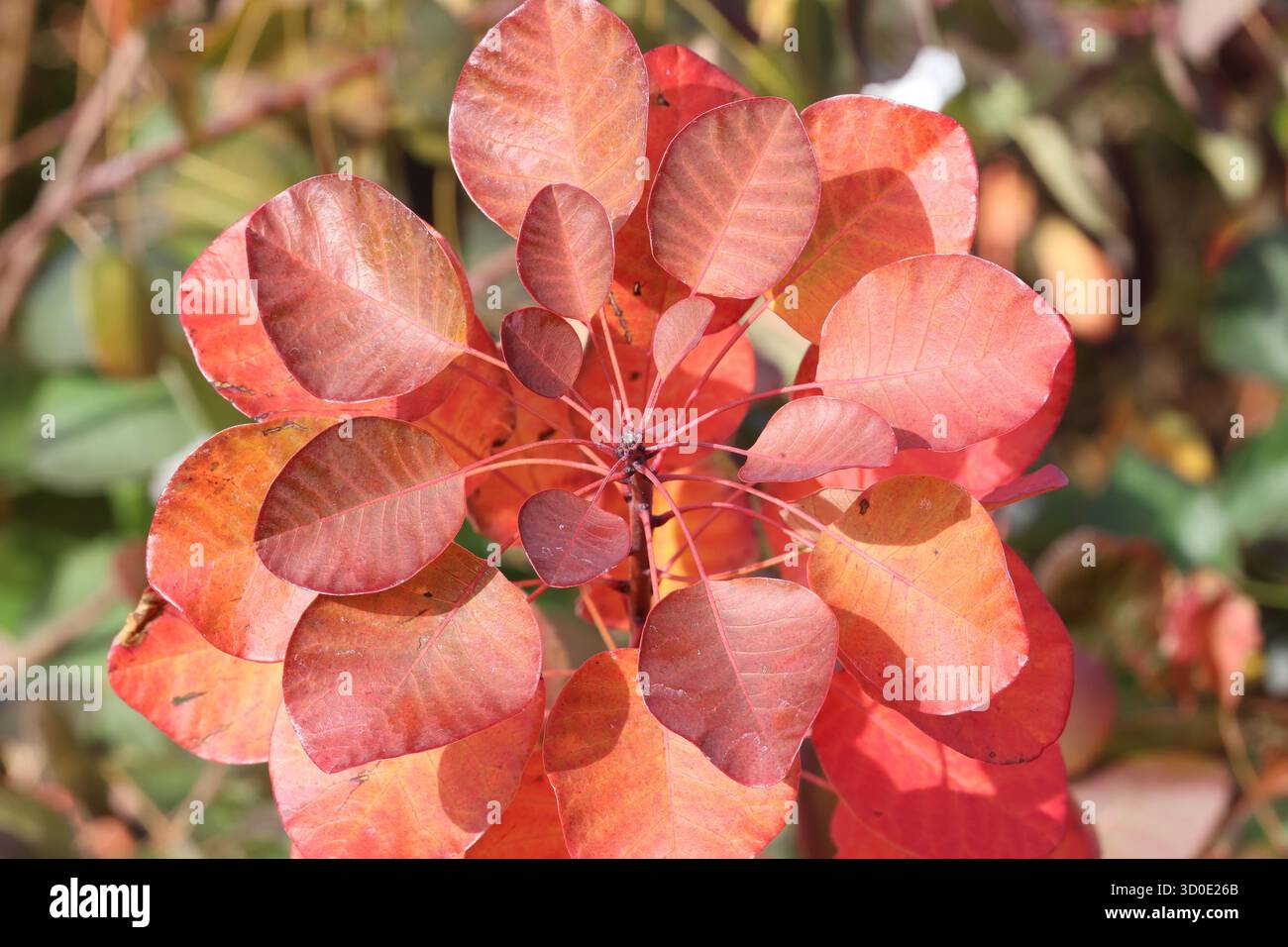 Cotinus coggygria autumn hi-res stock photography and images - Alamy