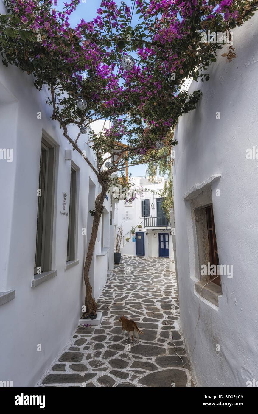 White color painted houses and narrow alleyways of Naousa Fishing ...