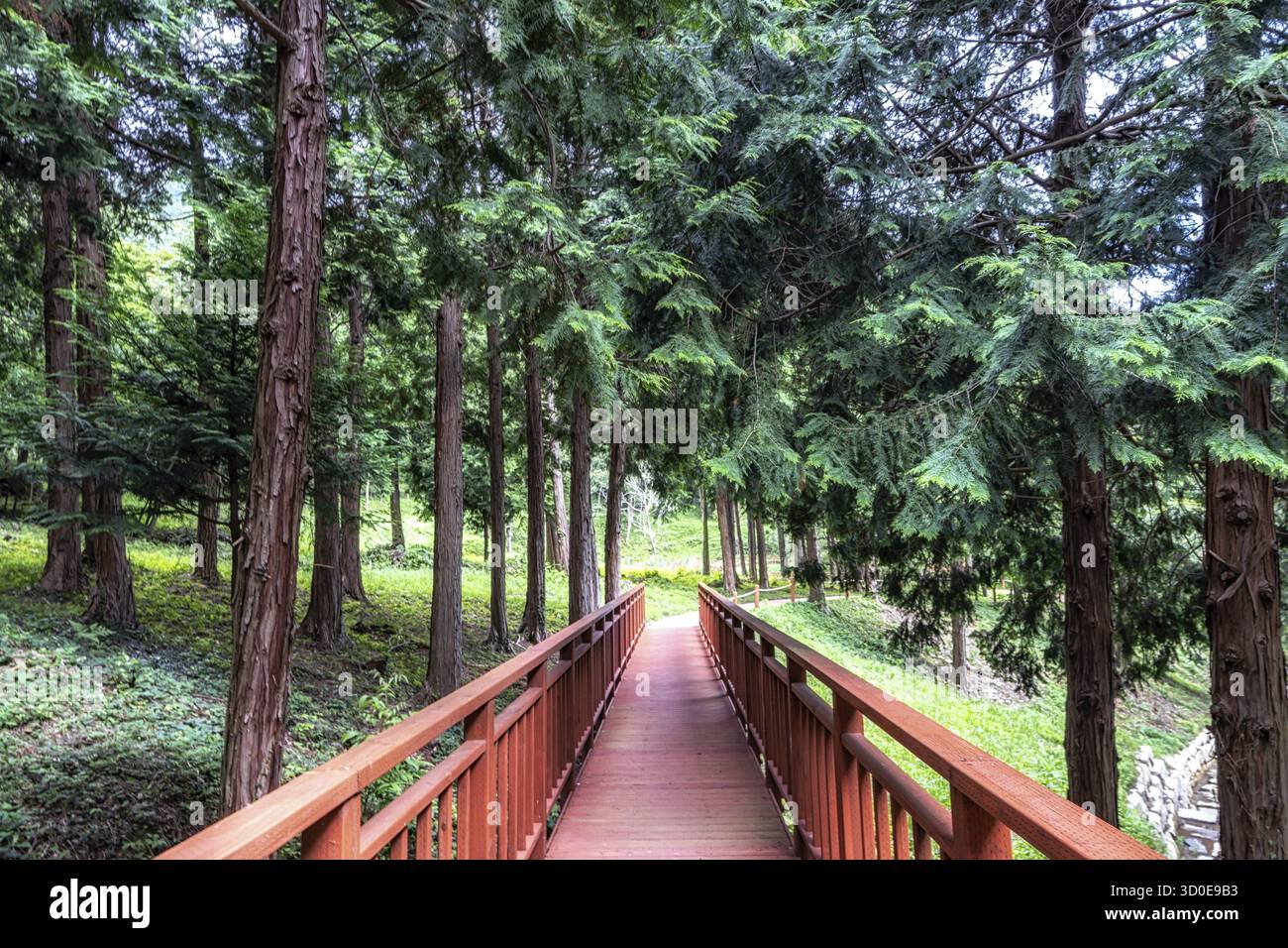 Jindo Island Mujangye forest trail park view. The forest is filled with ...