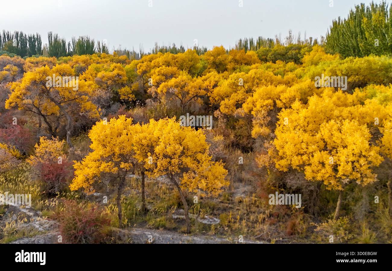 Golden populus euphratica forest attracts tourists in Zepu County ...