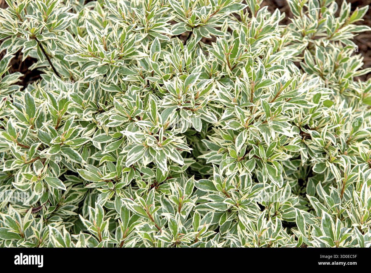 White Japanese Azalea (Rhododendron BOLLYWOOD), Cambridge Botanical ...