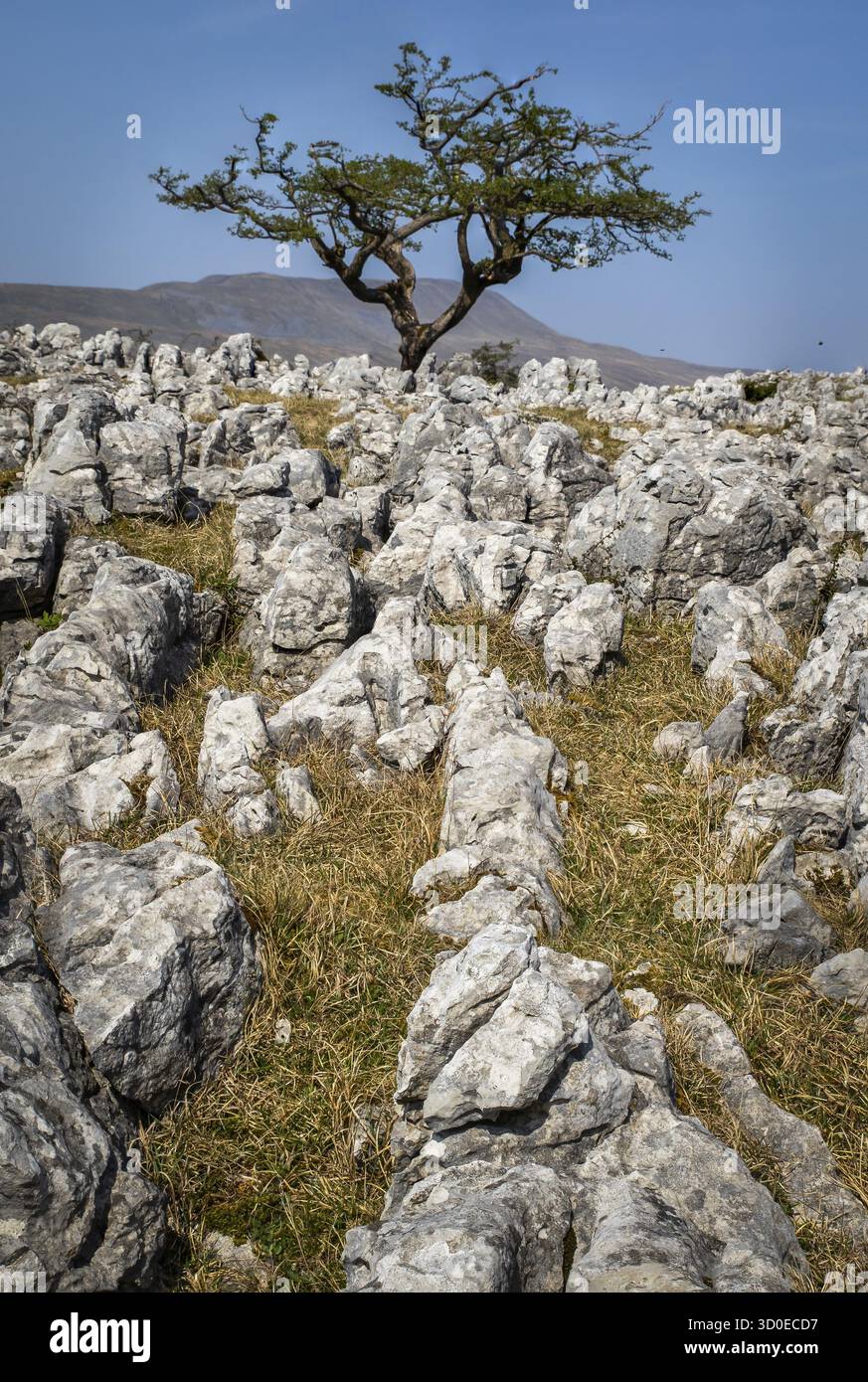 Limestone pavement in the yorkshire dales UK Stock Photo - Alamy