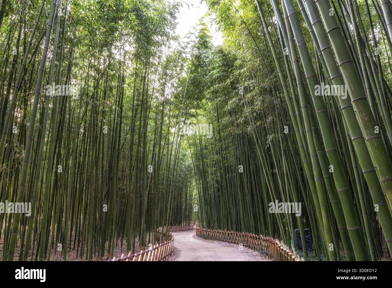 A small pathway surrounded by bamboo trees in Simnidaebat bamboo forest ...