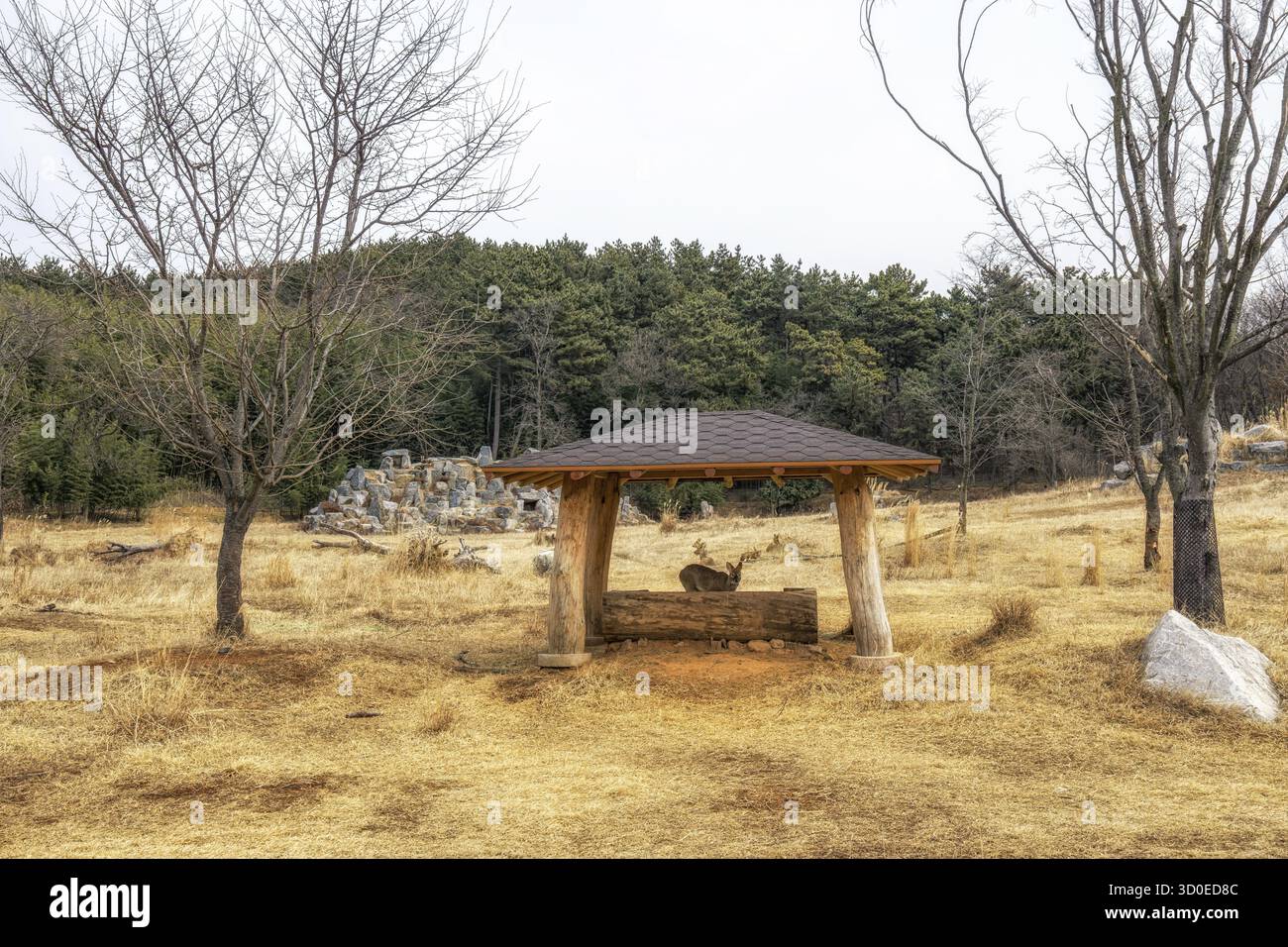 Korean deer species' habitat space in National Institute of Ecology in ...