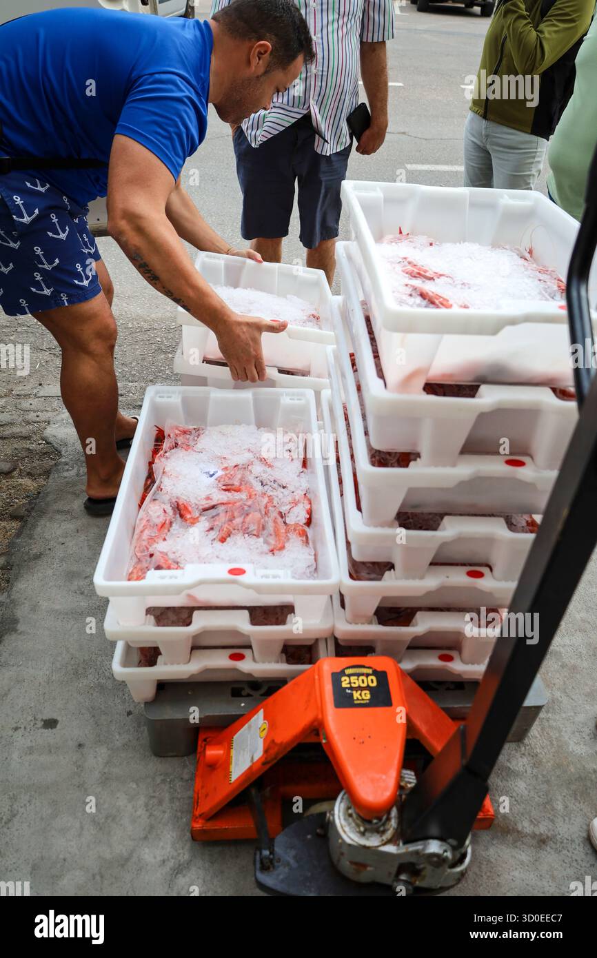Garrucha, Almeria, Spain- October 11, 2025: Unloading Red prawn boxes ...