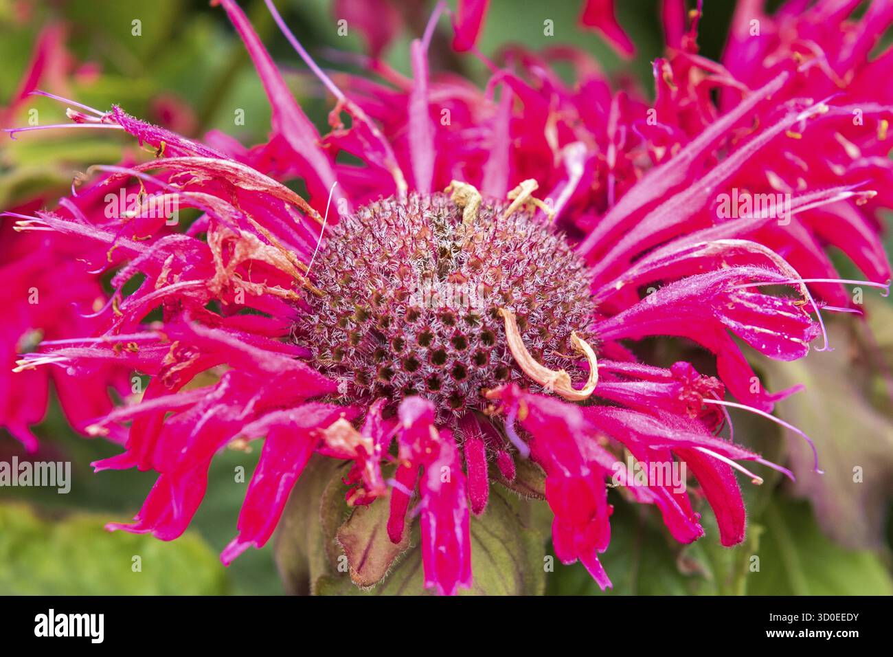 Scarlet rose in full hi-res stock photography and images - Alamy