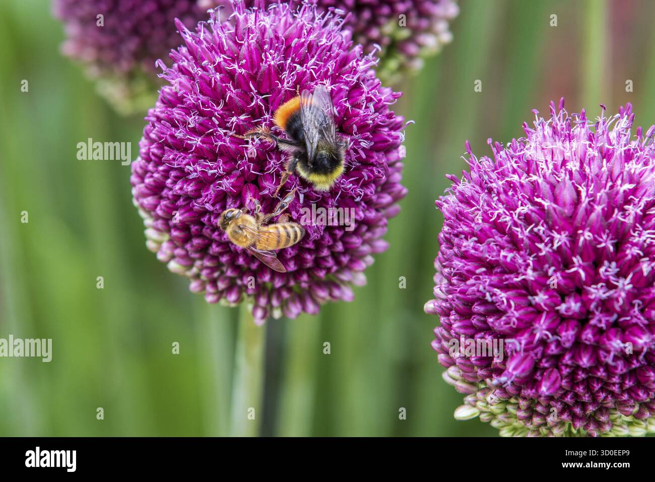 Allium flower in full hi-res stock photography and images - Alamy