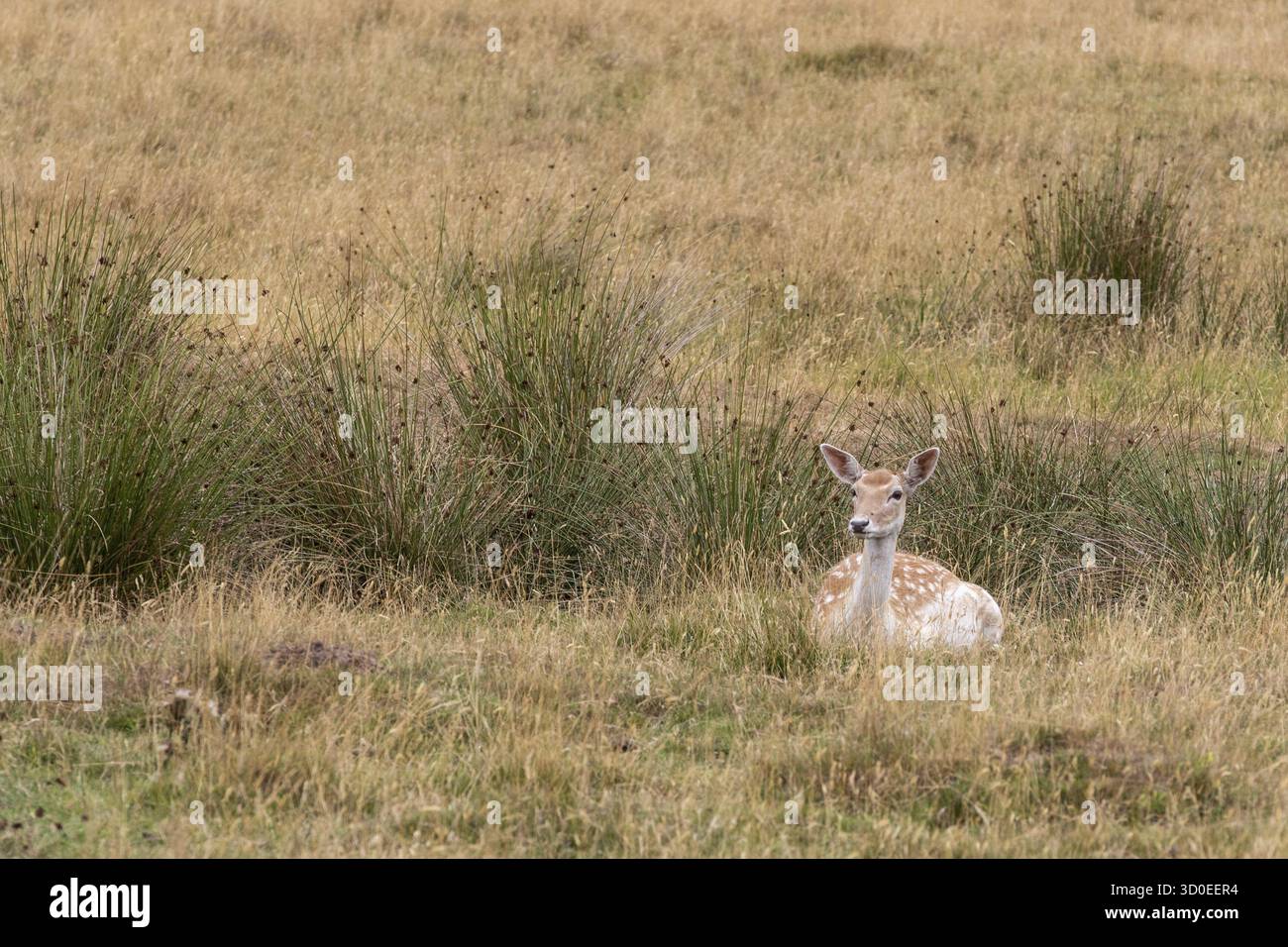 Fallow deer (Dama dama) feeding in the meadow Stock Photo - Alamy