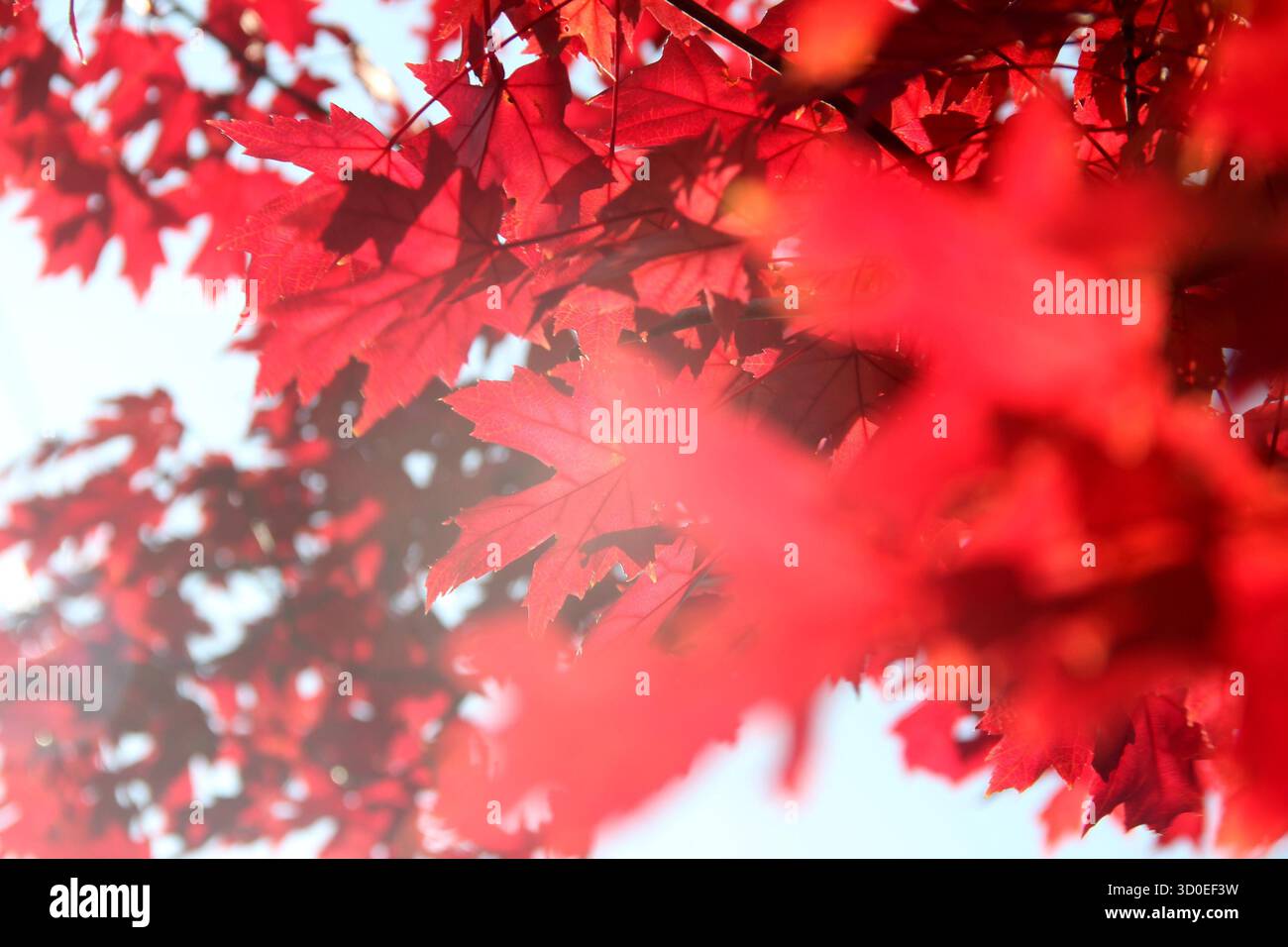 Maple leaves turn red in Weihai City, east China's Shandong Province ...