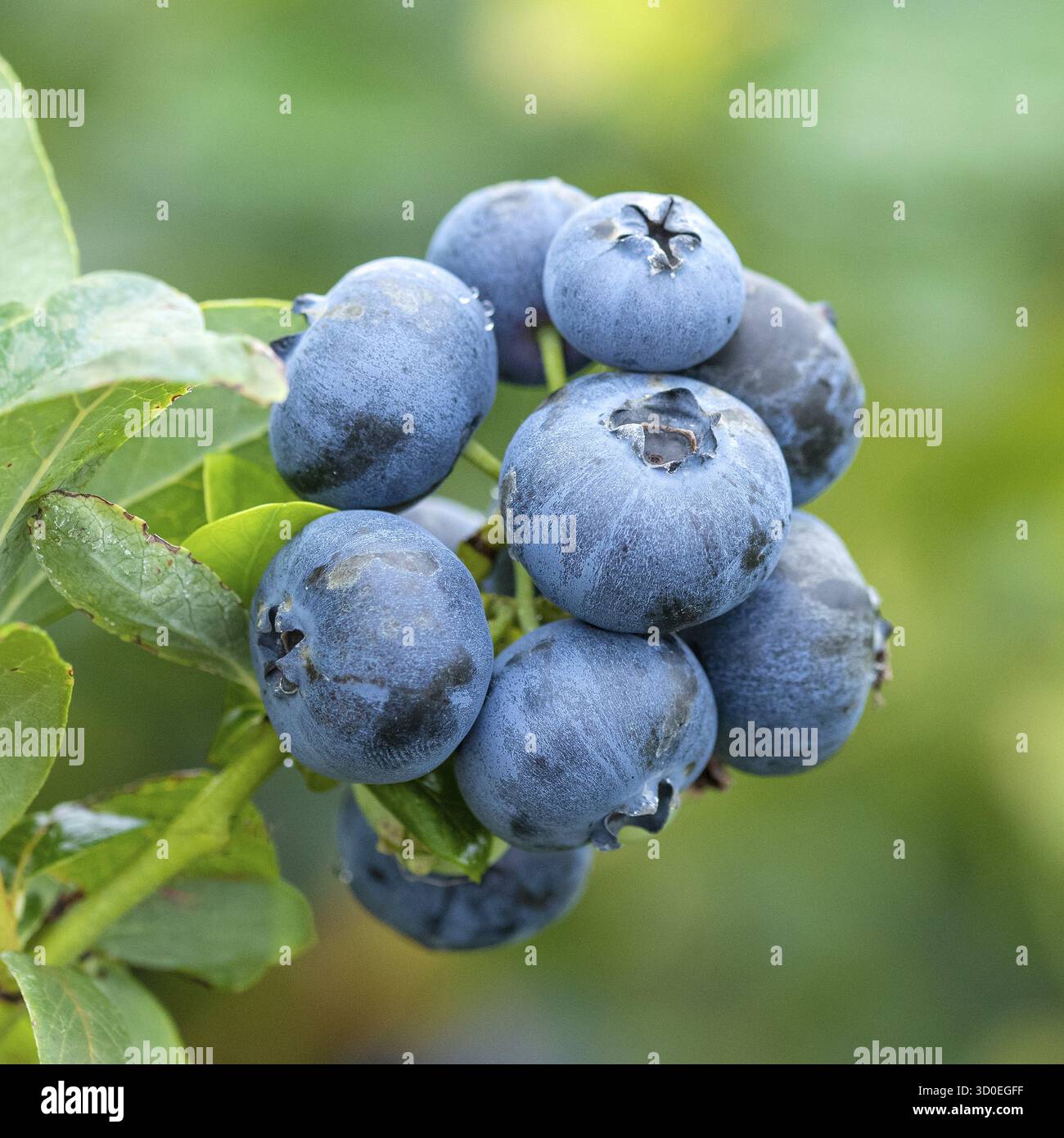 Blueberry (Vaccinium corymbosum 'Bluecrop'), Cambridge Botanical Garden ...