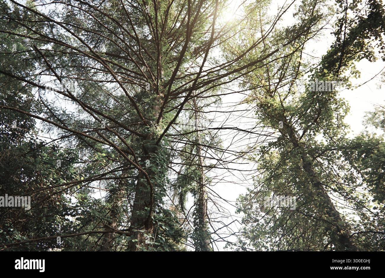 Pines in a wild forest. Horizontal photo Stock Photo - Alamy