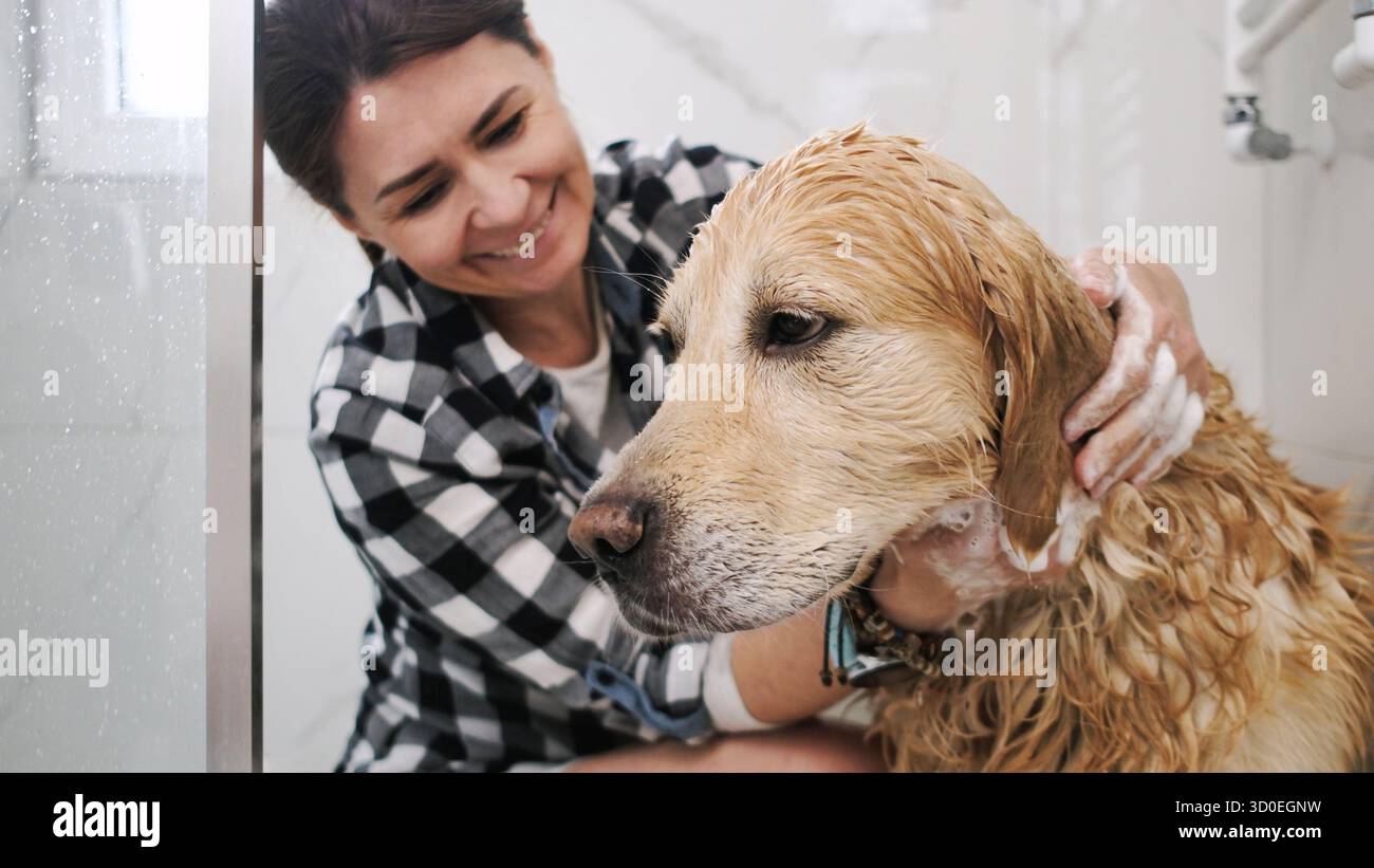 Woman Washing A Soaping Fluffy Golden Retriever Dog Breed In A Shower ...