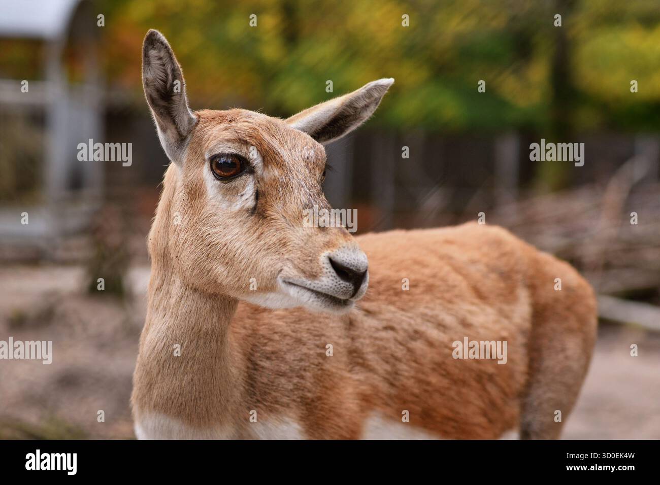 Portrait of female Cervus nippon Shika deer Stock Photo - Alamy