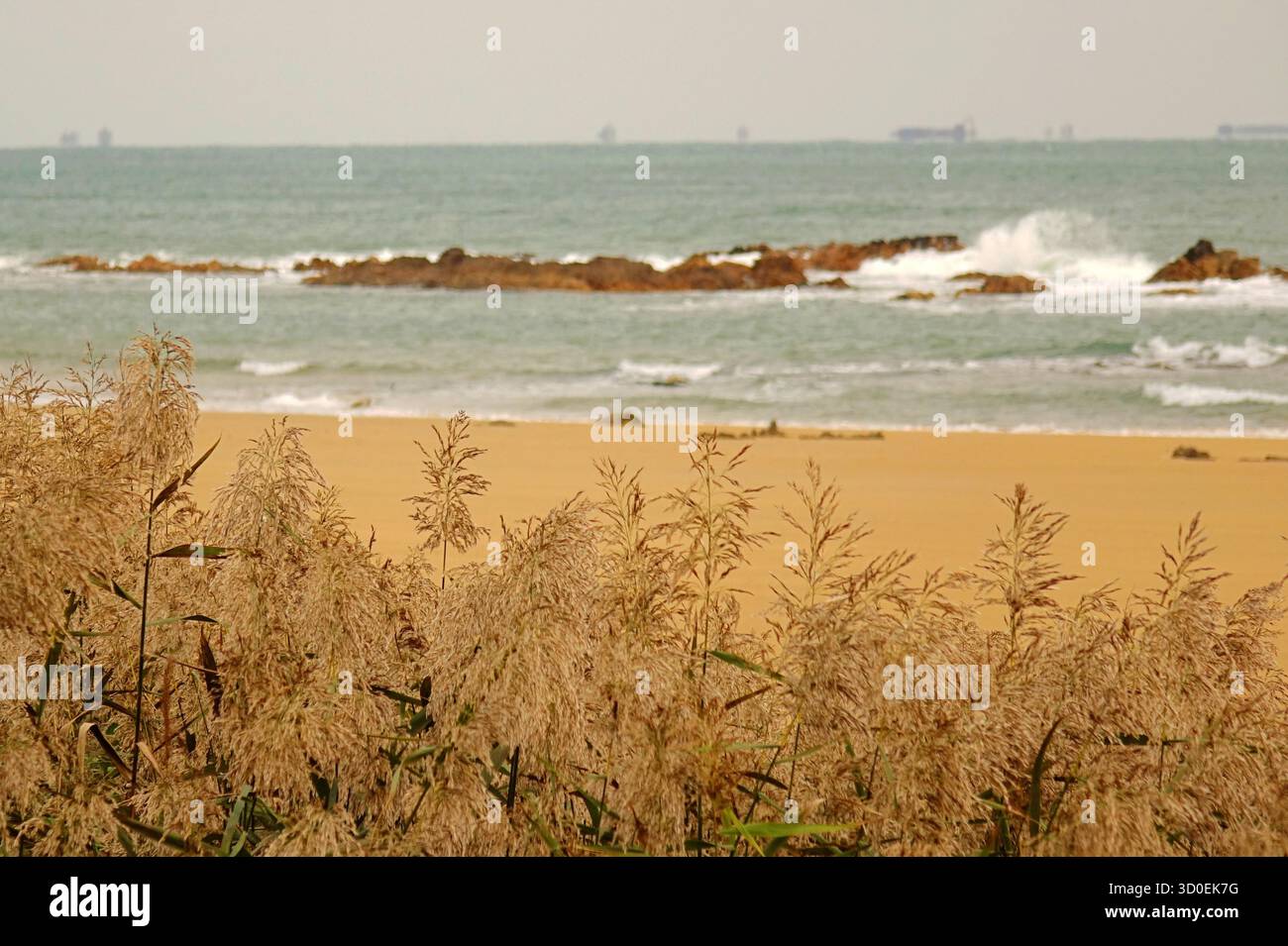 Clusters of reed catkins bloom in Qingdao City, east China's Shandong ...
