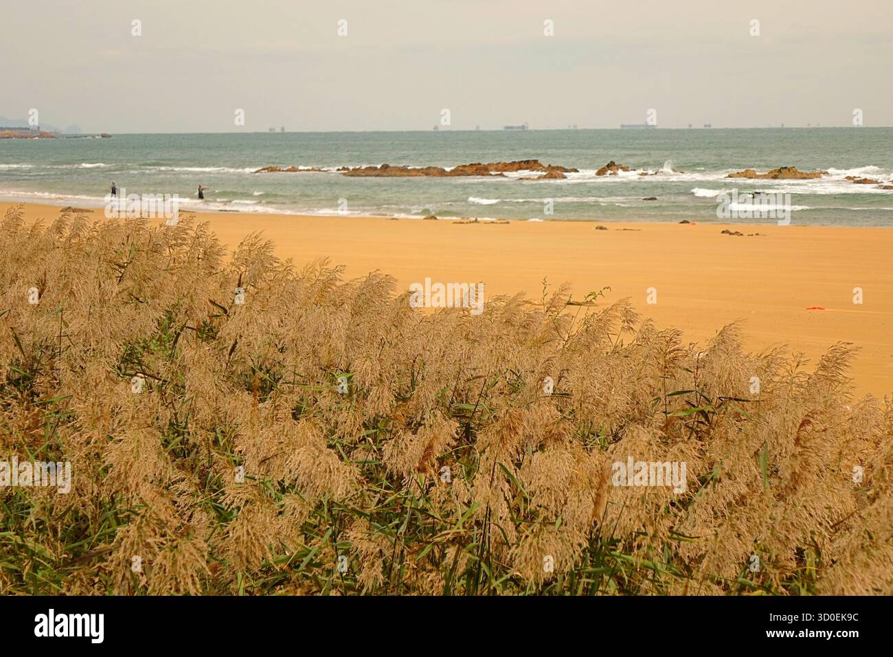 Clusters of reed catkins bloom in Qingdao City, east China's Shandong ...