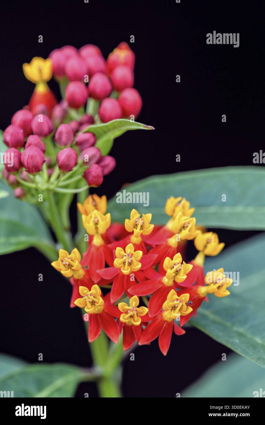 Closeup beautiful and exotic flowers are yellow pollen red petal of ...
