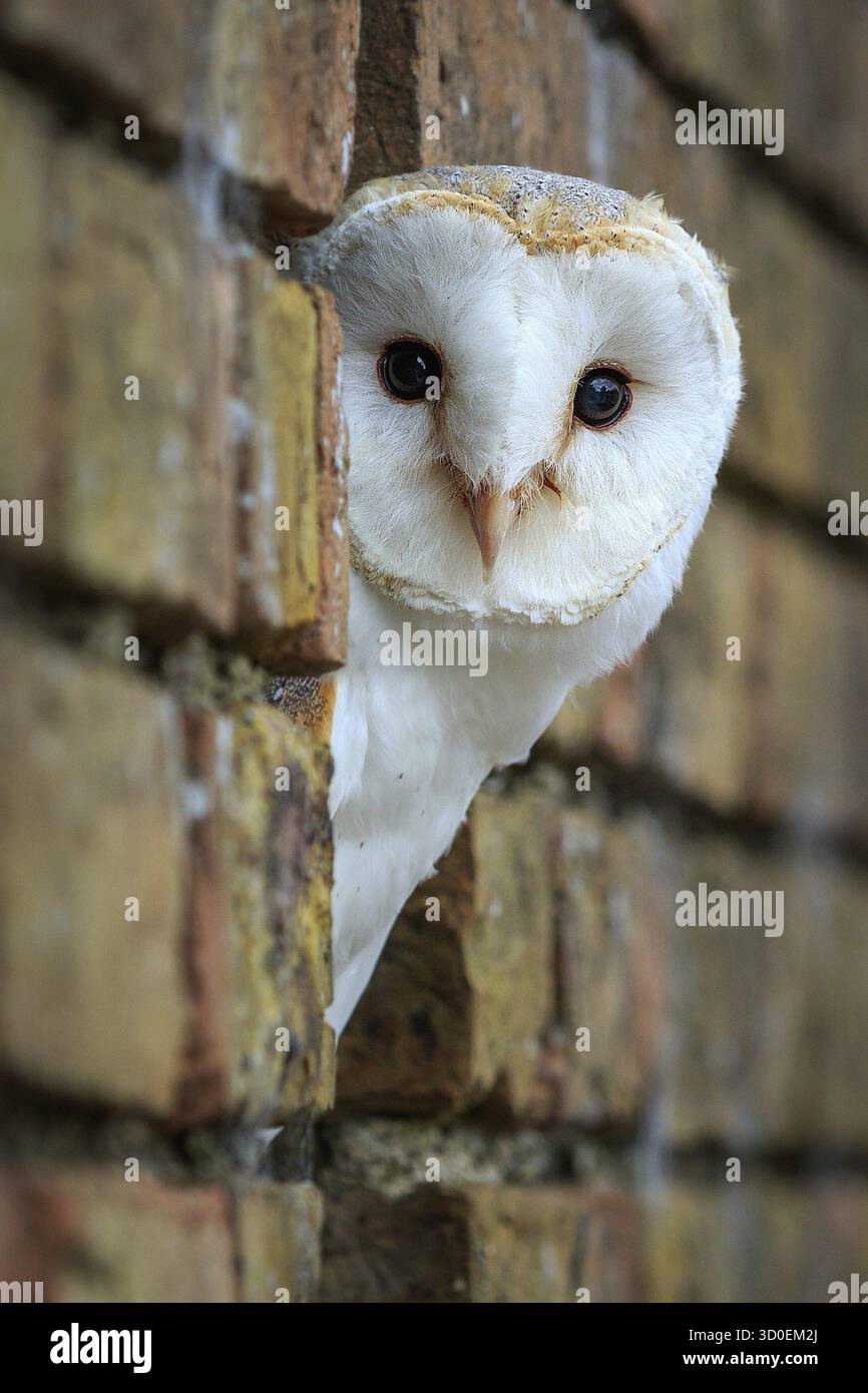 Barn Owl (tyto alba) in a brick wall Stock Photo - Alamy