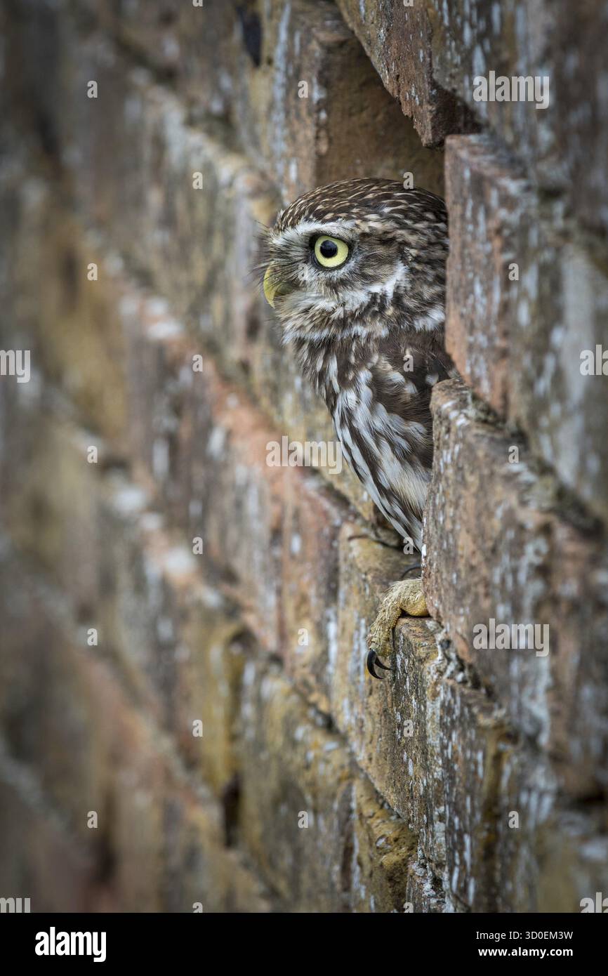 Little Owl in a hole in a brick wall Stock Photo - Alamy